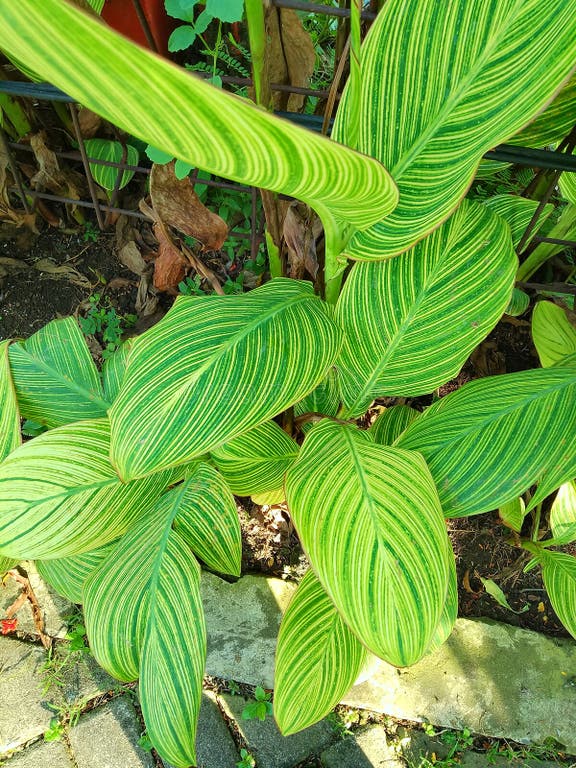 Canna Lily Plants with really Beautiful Leaf Patterns Thrive in the Garden Stock Photo - Image ...
