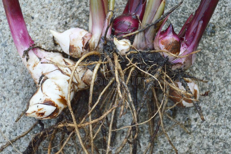 Canna Rhizomes with Roots, Closeup Stock Image - Image of plant, root ...