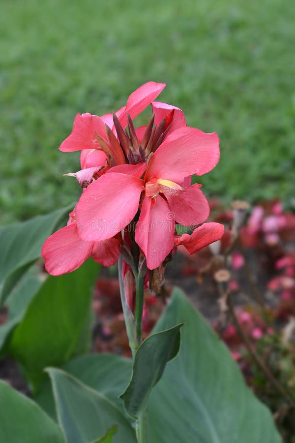 121 Canna Rose Tropical Stock Photos - Free & Royalty-Free Stock Photos ...