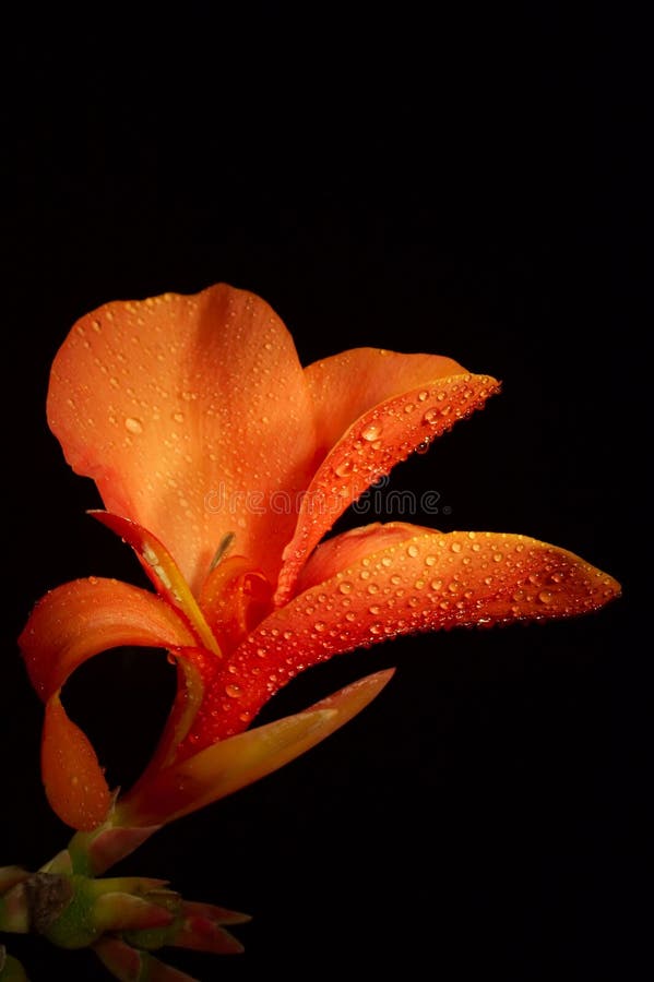 Canna limbata stock photo. Image of autumn, inflorescence - 1862372