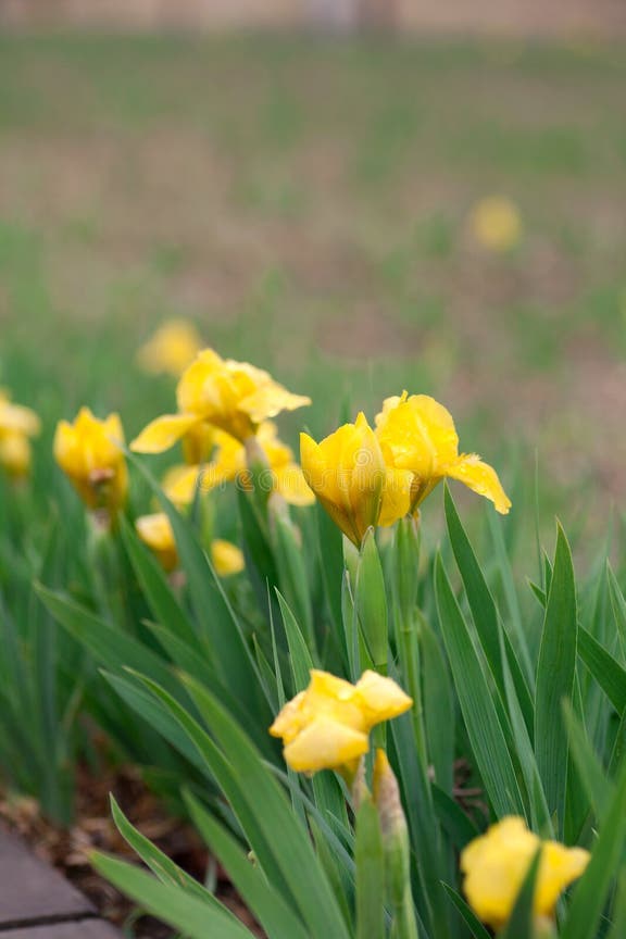 Canna in the park outdoors stock image. Image of vegetation - 231583707