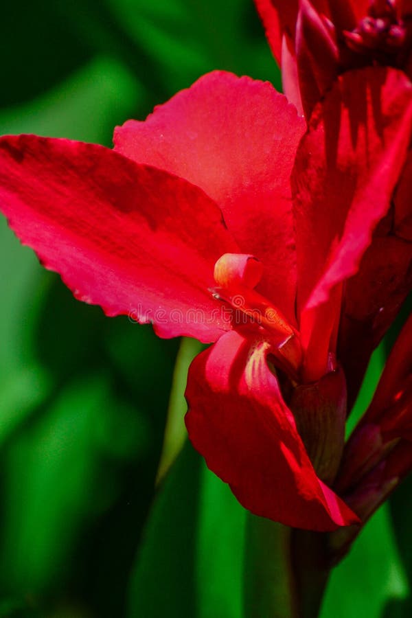 Canna is a Perennial Herb with Large, Two-row Leaves and a Branched ...