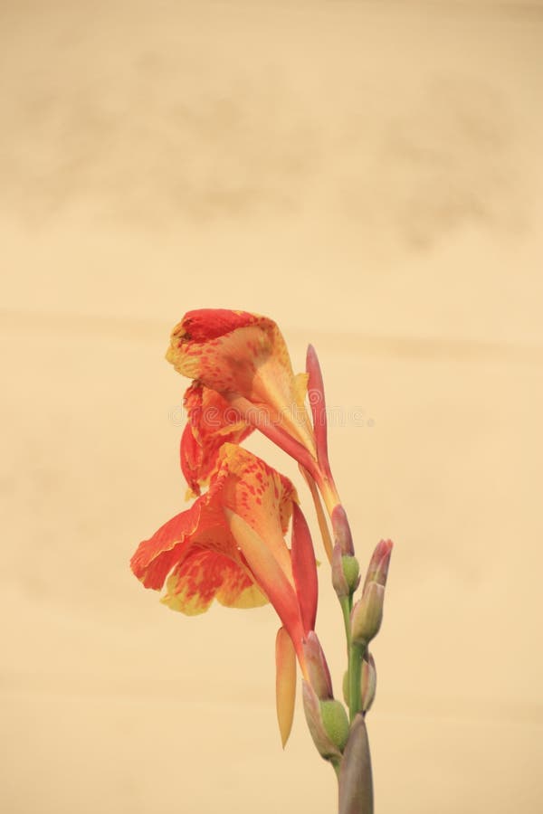 Canna Spp and Hybrid Flower Stock Image - Image of hybrid, leaf: 43818539