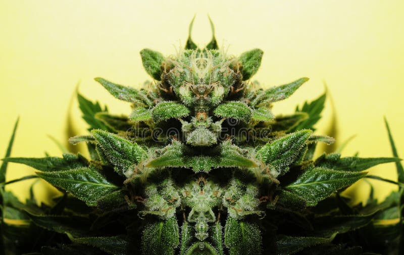 Cannabis Art Concept. Psychedelic Visual Effect Stock Image - Image of ...