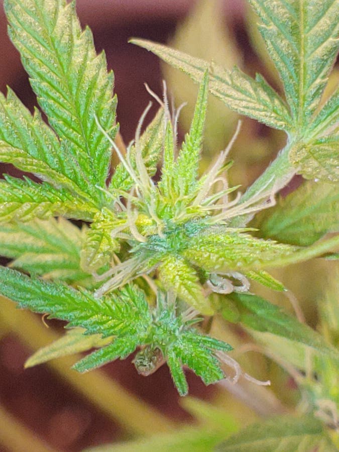 Cannabis stock image. Image of baby, weed, grow, cannabis - 156874065