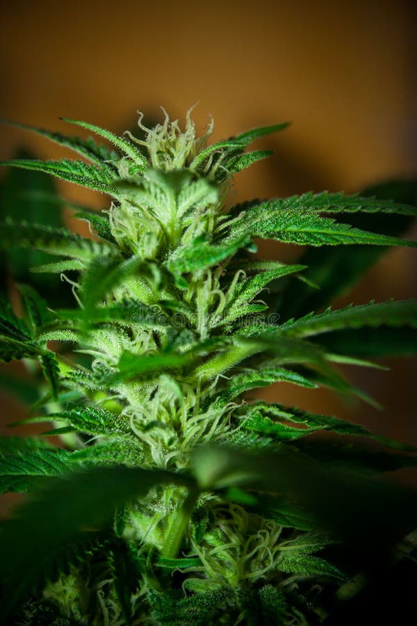 Cannabis stock photo. Image of beautiful, grow, medicinal - 53281352