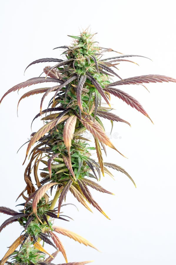 Cannabis stock image. Image of cannabis, recreational - 78502039