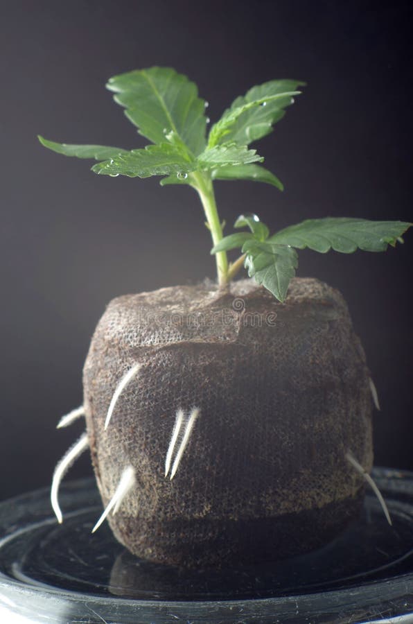 Cannabis clone stock photo. Image of young, roots, cannabis - 78345384