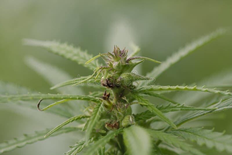 Cannabis Close-up stock image. Image of dope, green, leaf - 22325851