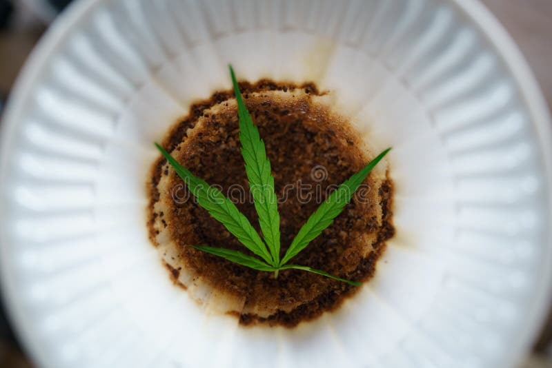 Cannabis Coffee or Marijuana Coffee Brewed Coffee and Marijuana Leaves ...