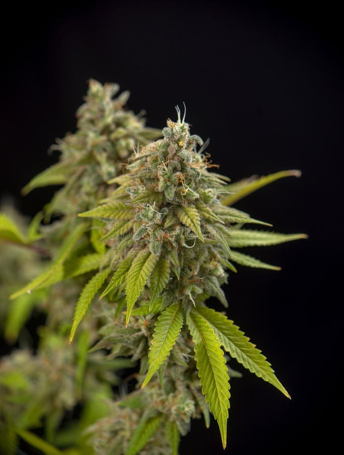 Cannabis Cola from Oak Tree Marijuana Strain Isolated Over Black Stock ... Cannabis Cola from Oak Tree Marijuana Strain Isolated Over Black Stock ...