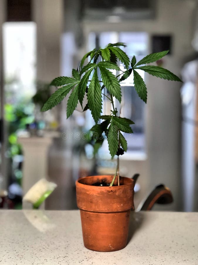 Cannabis on counter stock image. Image of counter, plant - 113017407