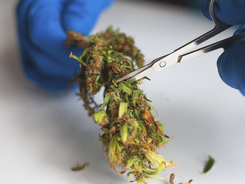 Cannabis De Aparagem E Manicuring Dos Botões Cortando As Folhas Da ... Cannabis De Aparagem E Manicuring Dos Botões Cortando As Folhas Da ...