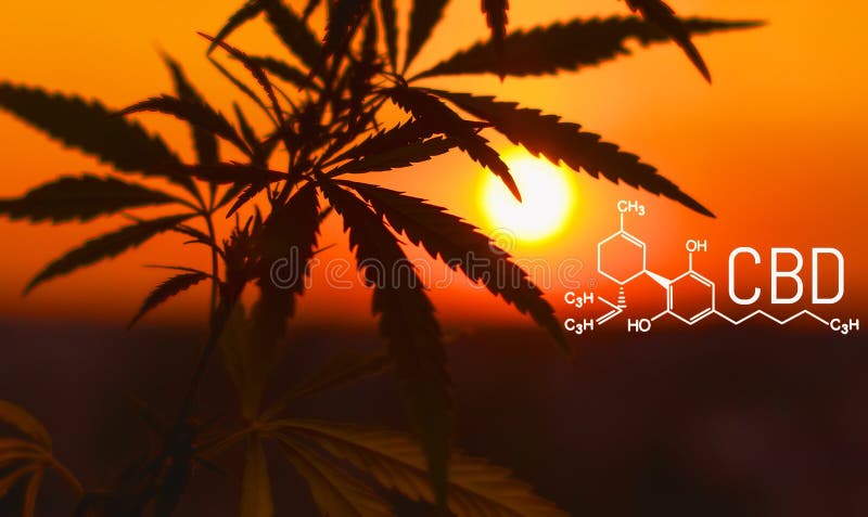 Cannabis of Formula CBD. Healing Marijuana Concept Stock Image - Image ...
