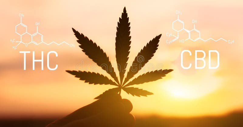 Cannabinoid Structure. Cannabidiol Molecular Structures, THC And CBD ...
