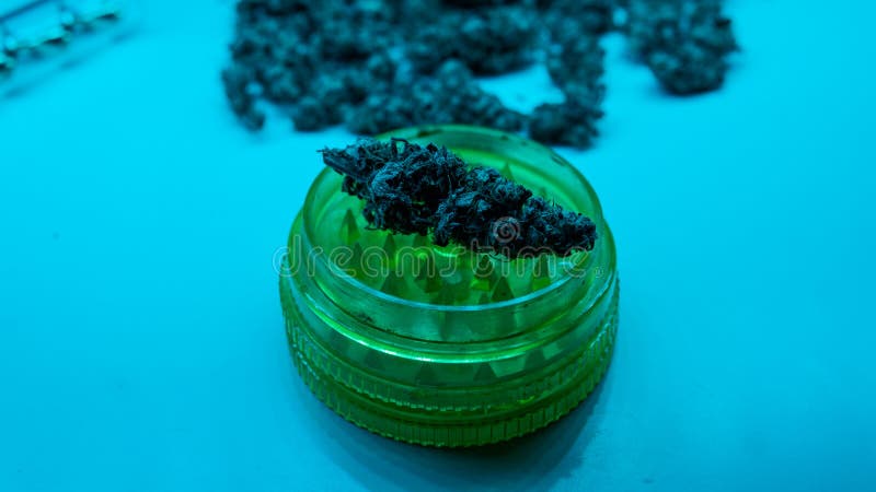 Cannabis Fresh Harvest. Growing Marijuana Indoor Stock Image - Image of ...