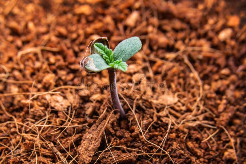 Cannabis sprout stock image. Image of plant, background - 208186453