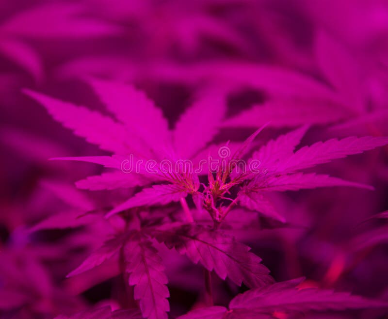 Cannabis Growing in Ultraviolet Fluorescent Light Stock Image - Image ... Cannabis Growing in Ultraviolet Fluorescent Light Stock Image - Image ...