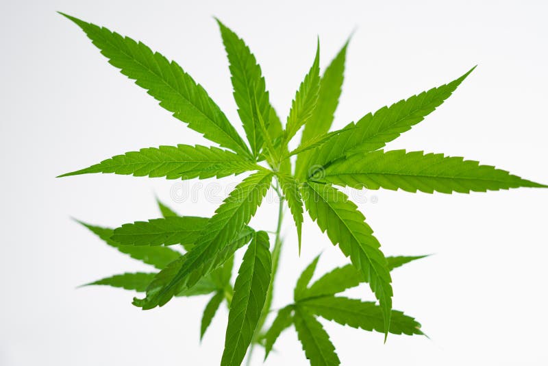 Cannabis Growth and Tree Plant White Background Stock Photo - Image of ...