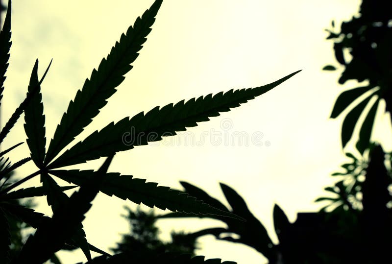 Cannabis Indica Texture on Background. Stock Photo - Image of high ...