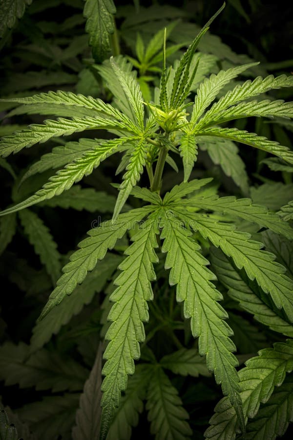 Cannabis Laef stock photo. Image of flower, leaves, leaf - 235411072