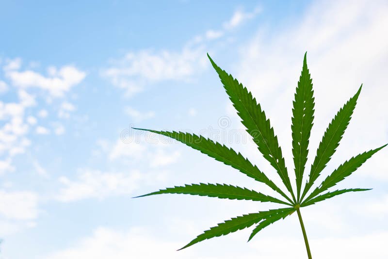 Cannabis Leaf on a Background of Blue Sky Stock Photo - Image of ...