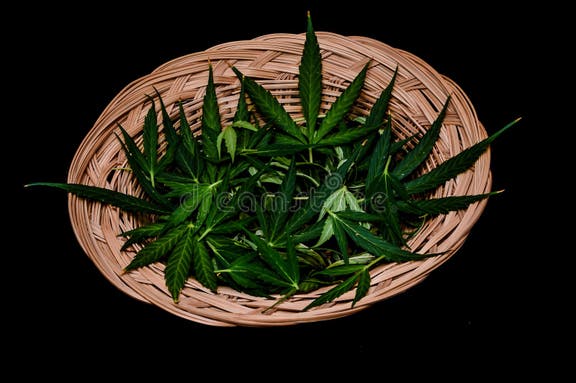 Cannabis Leaf Background stock image. Image of dope - 347523481