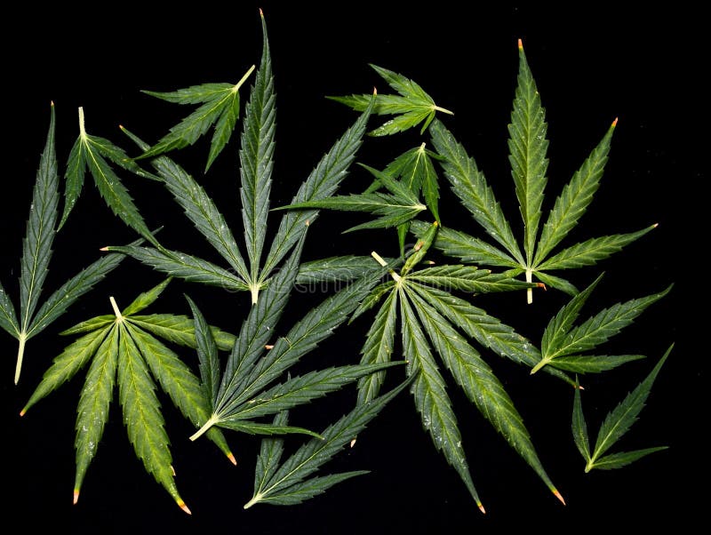 Cannabis Leaf Background stock image. Image of hemp - 246494829