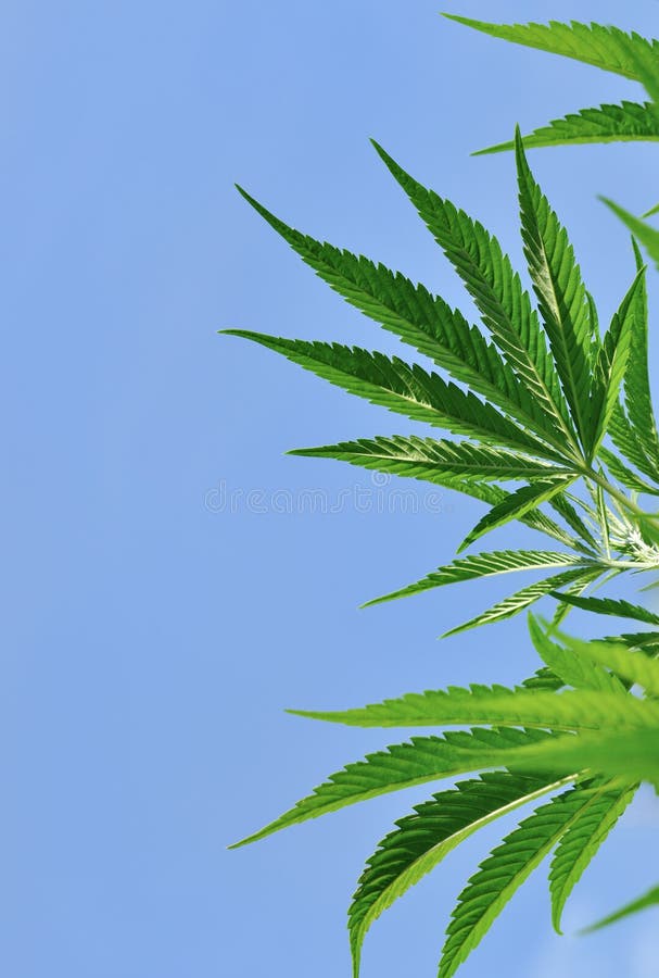 Cannabis leaf editorial stock photo. Image of weed, green - 32914203
