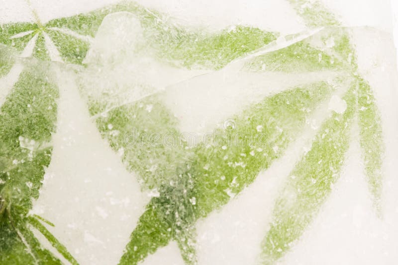 Cannabis Leaf Frozen in Ice Stock Photo - Image of crystal, december ...
