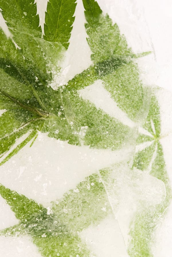 Cannabis Leaf Frozen in Ice Stock Photo - Image of marihuana, frosted ...