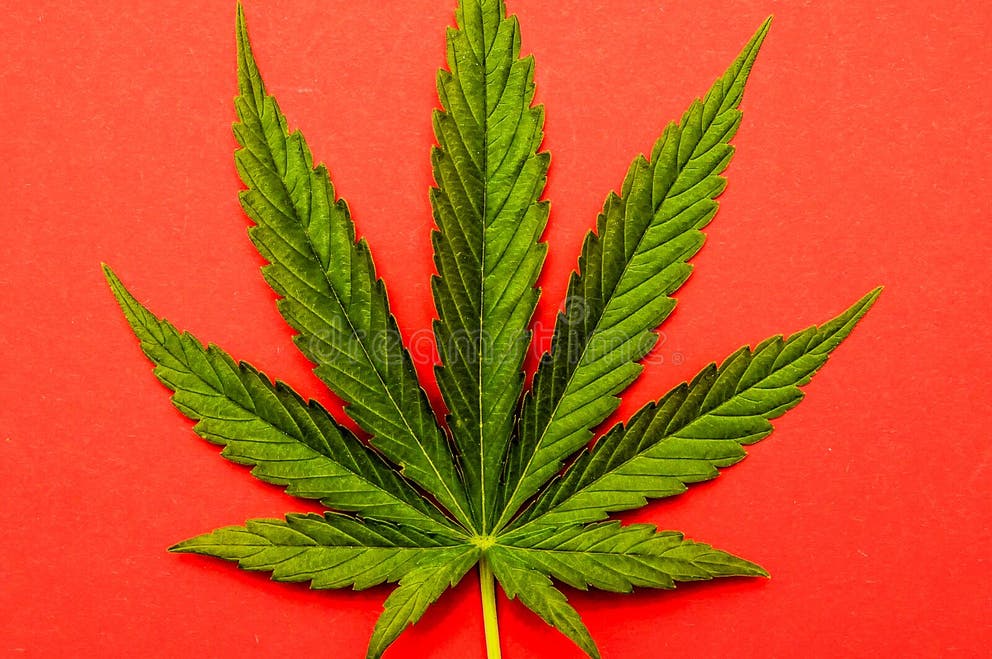 Cannabis Leaf stock image. Image of addiction, leaf - 357128809