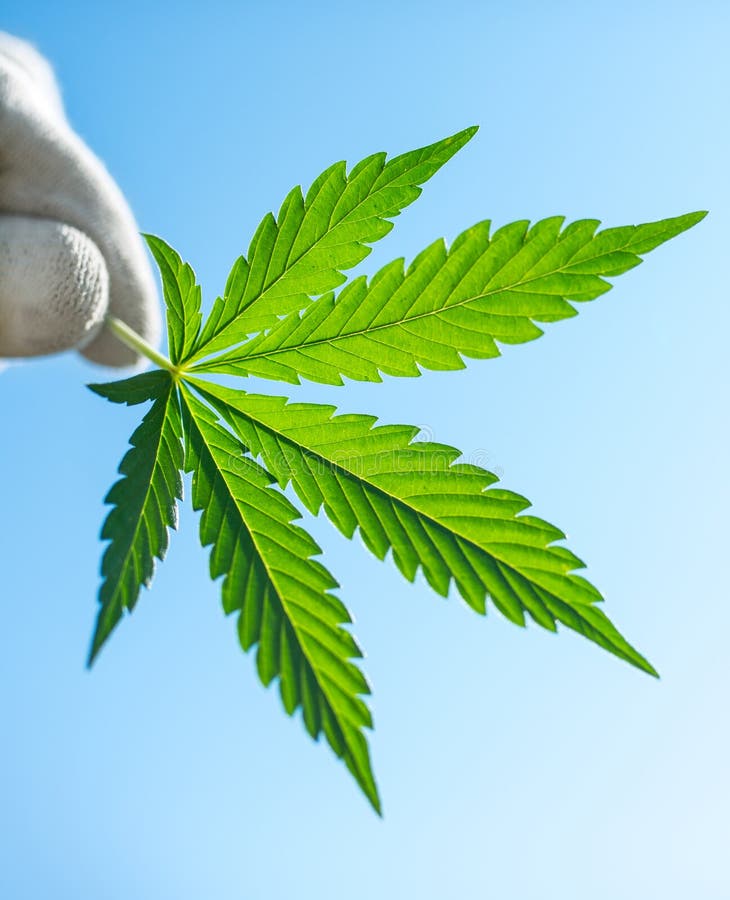 Cannabis leaf in hand stock image. Image of hemp, agriculture - 262382433