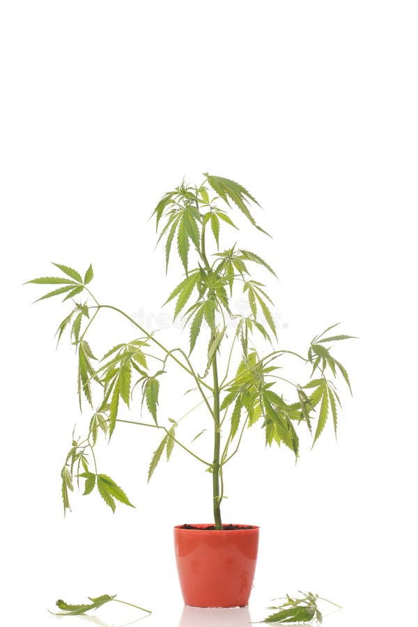 Cannabis Leaf Hemp Green Leaves Marijuana Stock Photo - Image of hemp ...
