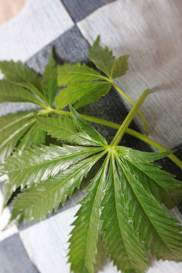 Cannabis Leaf Hemp Green Leaves Marijuana Stock Image - Image of hemp ...