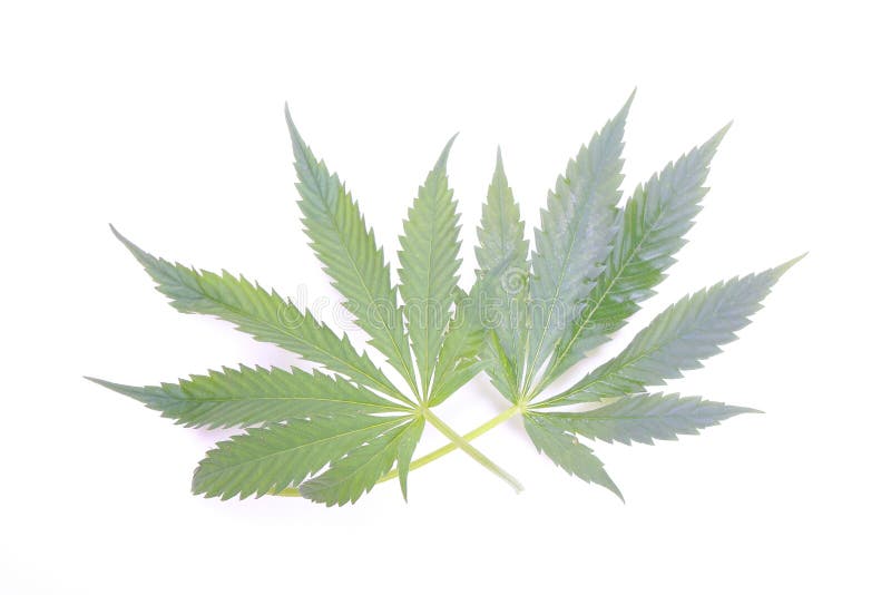 Cannabis Leaf Hemp Green Leaves Marijuana Stock Image - Image of hash ...