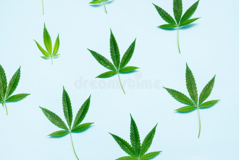 Cannabis Leaf, Marijuana on Blue Background, Top View Stock Photo ...