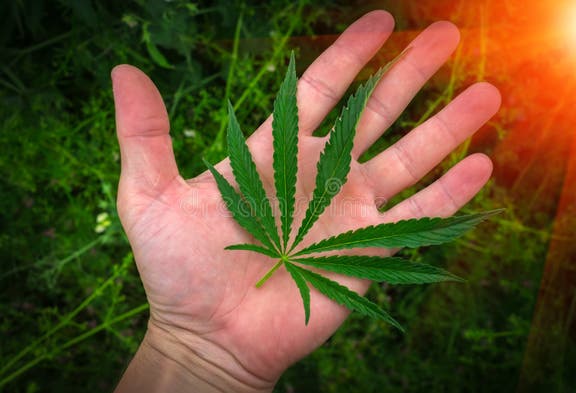 Cannabis Leaf on the Palm at Sunset. Marijuana Stock Photo - Image of ...