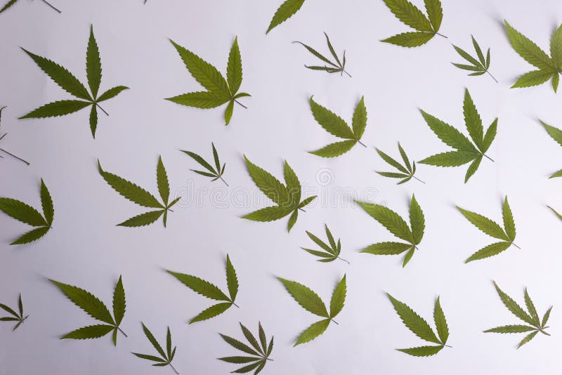 Cannabis Leaf Pattern on White Background Texture Stock Image - Image ...
