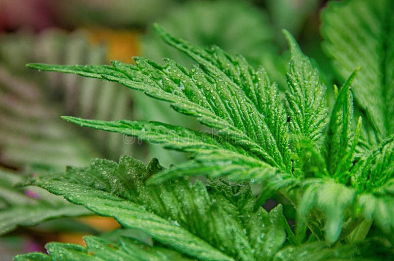 Cannabis leaf stock image. Image of nature, green, ganja - 77359739