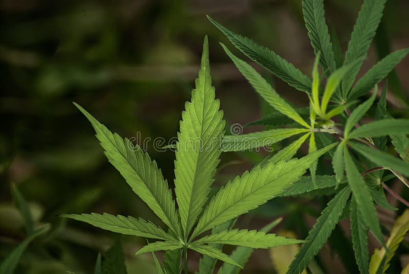 Cannabis Leaves stock image. Image of dope, crop, agriculture - 84210115