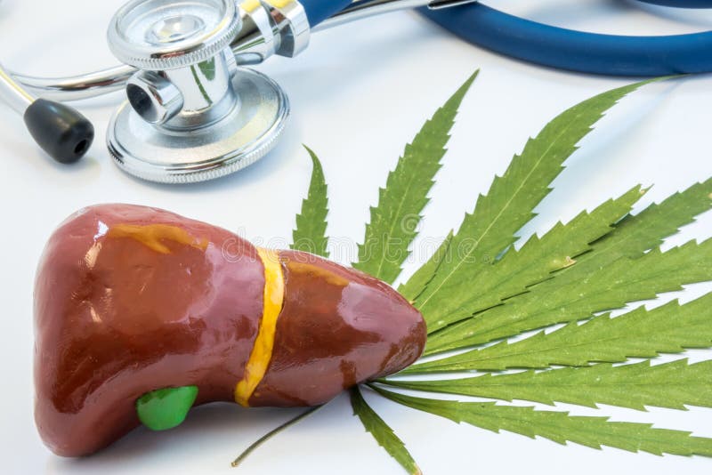 Cannabis and Liver with Gallbladder. Marijuana and Hepar Stock Photo ... Cannabis and Liver with Gallbladder. Marijuana and Hepar Stock Photo ...