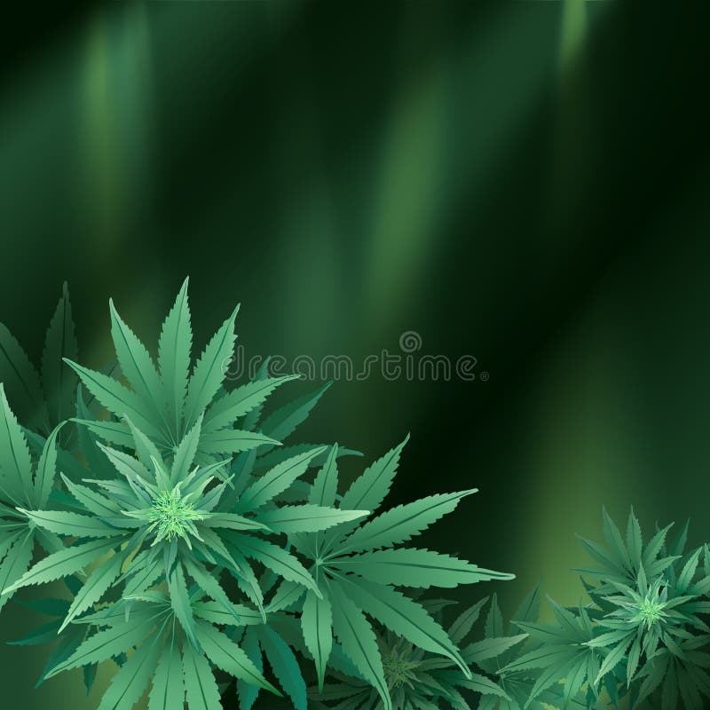 Cannabis or Marijuana Background. Stock Vector - Illustration of ...