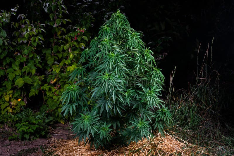 Cannabis marijuana bush stock image. Image of sativa - 205381183