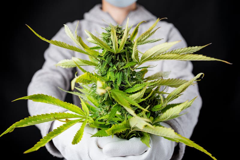 Cannabis marijuana plant stock photo. Image of hands - 199684550