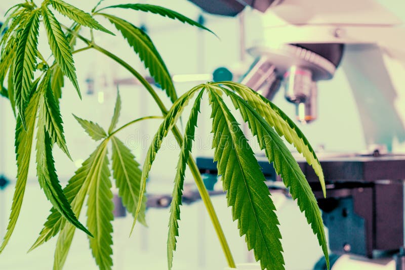 Cannabis Marijuana Plant Leaf in Science Laboratory with Microscope and ...