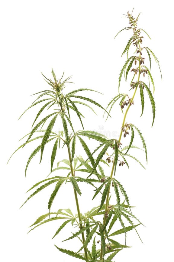 Cannabis, Marijuana, Plants on a White Background Stock Photo - Image ...
