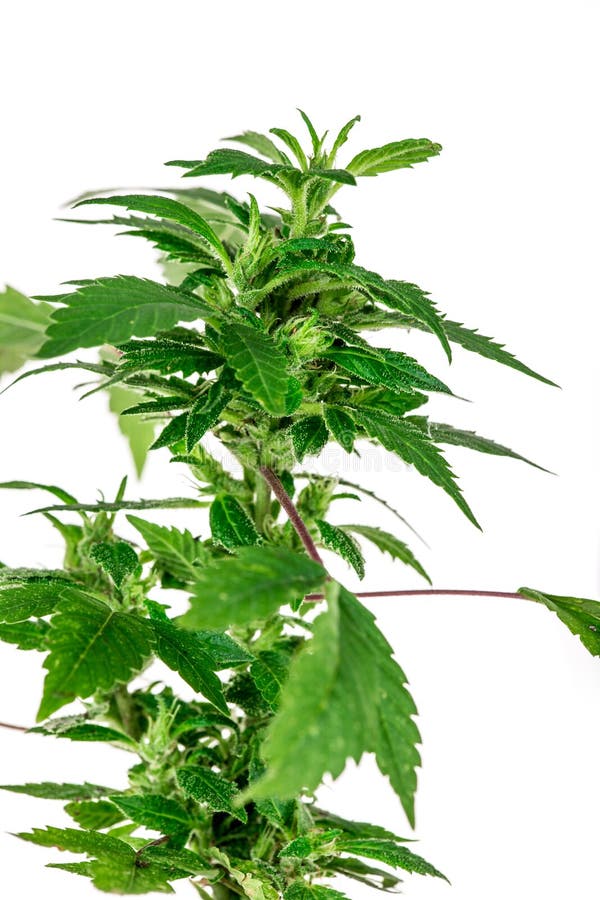 Cannabis stock photo. Image of herb, herbal, forbidden - 53479614