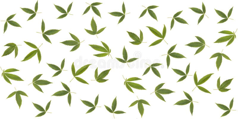Cannabis Natural Leaves Seamless Pattern on White Background Stock ...