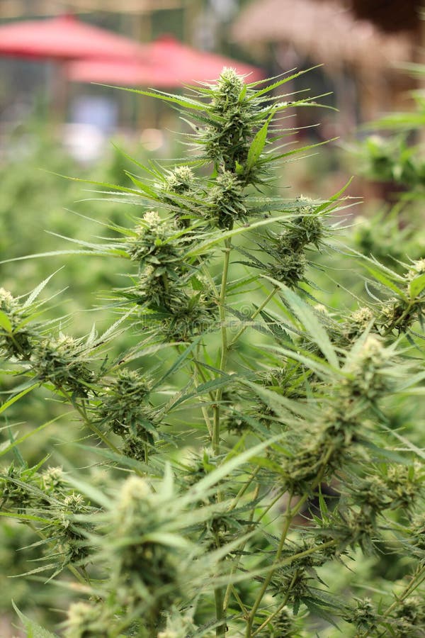 Cannabis Plant Growing in the Field Stock Image - Image of illegal ...